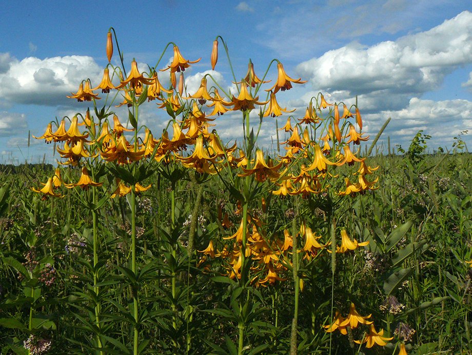 Wild Canada Lily Lilium canadense - 10 Seeds