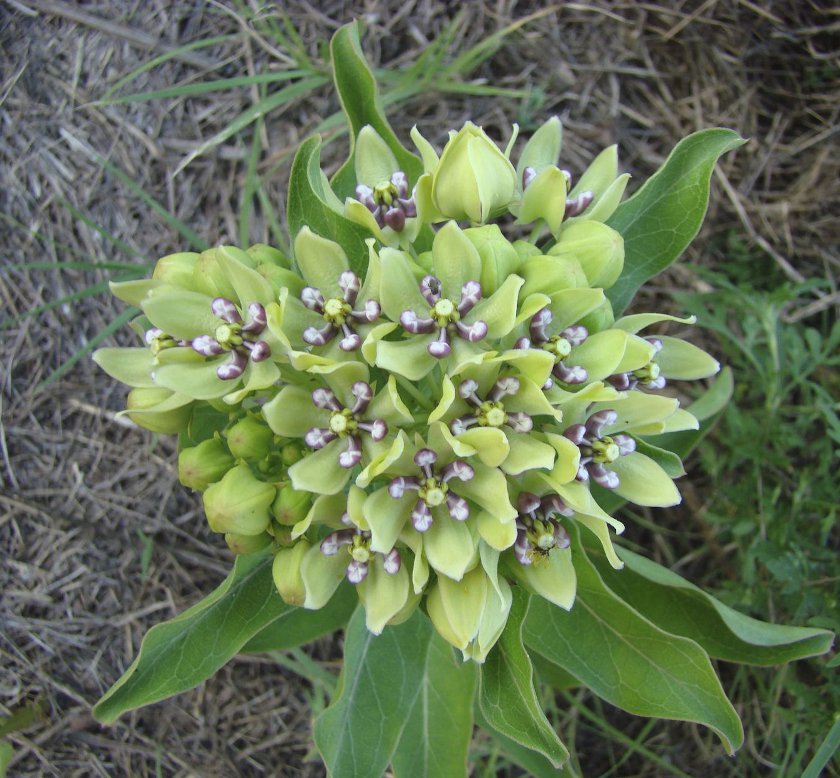 Native Spider Milkweed Green Asclepias viridis - 20 Seeds