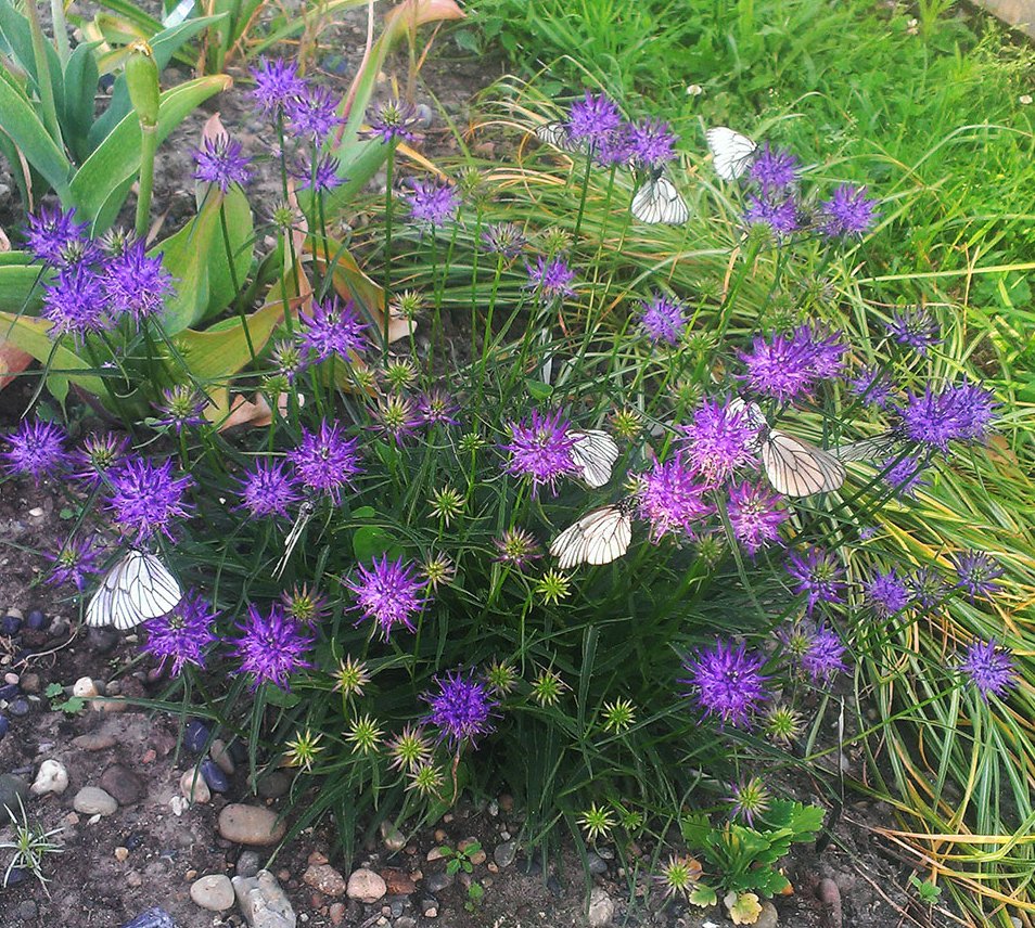Wild Horned Rampion Phyteuma scheuchzeri - 30 Seeds