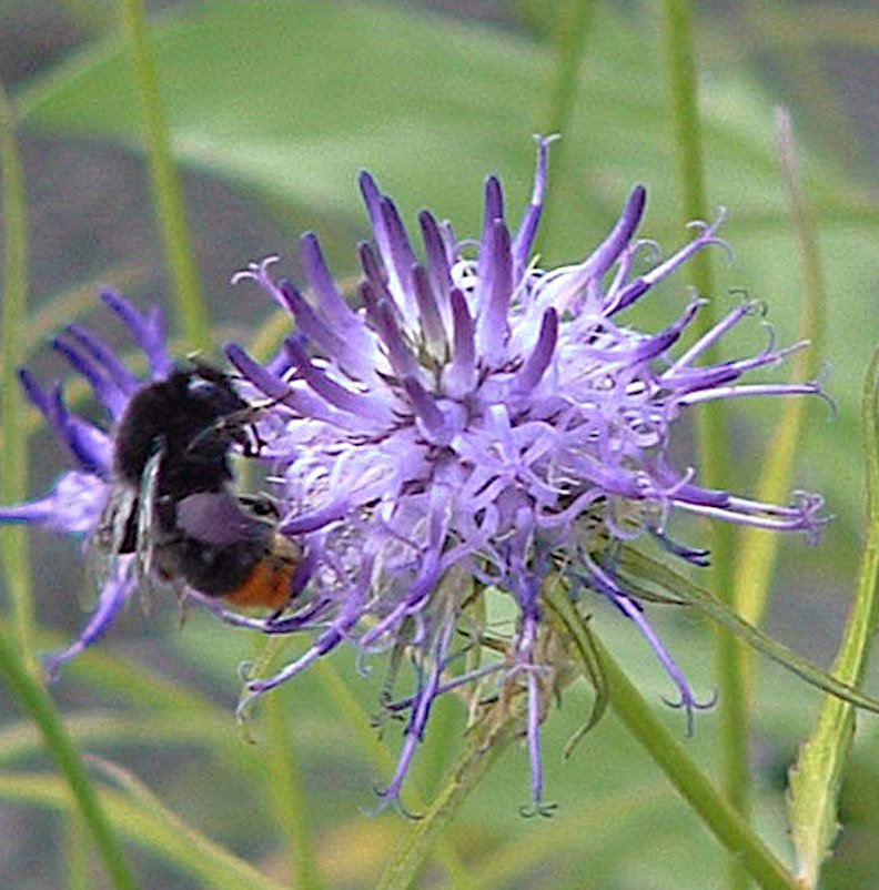 Wild Horned Rampion Phyteuma scheuchzeri - 30 Seeds