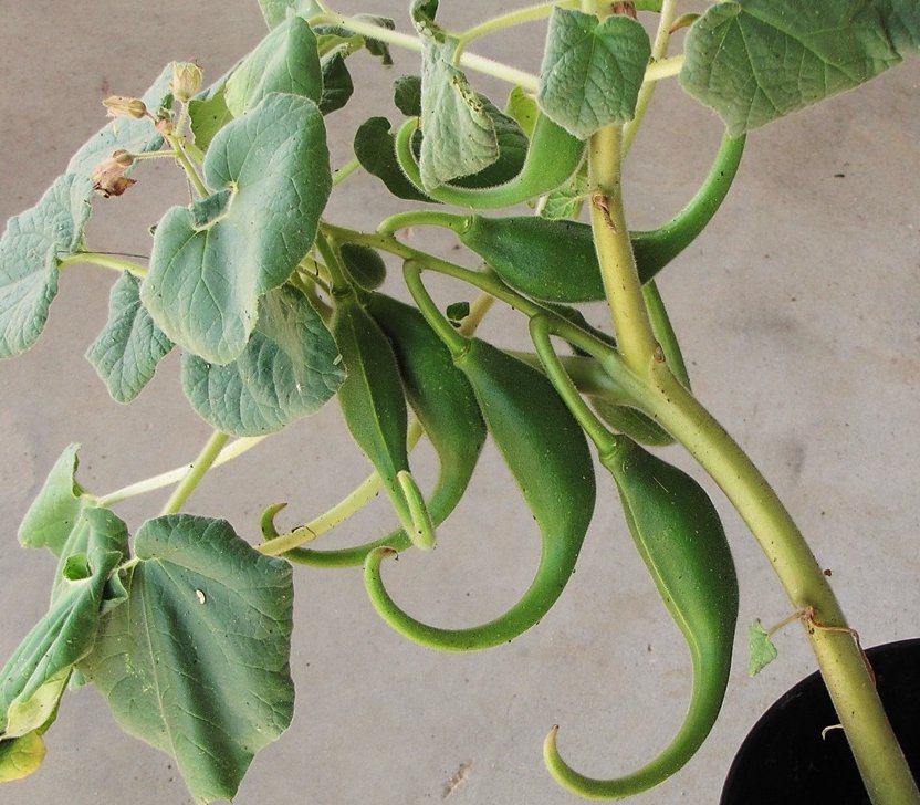 Wild Unicorn Plant Devils Claw Proboscidea parviflora - 10 Seeds