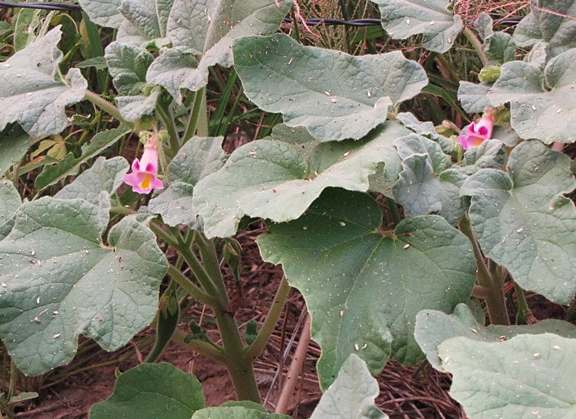 Wild Unicorn Plant Devils Claw Proboscidea parviflora - 10 Seeds