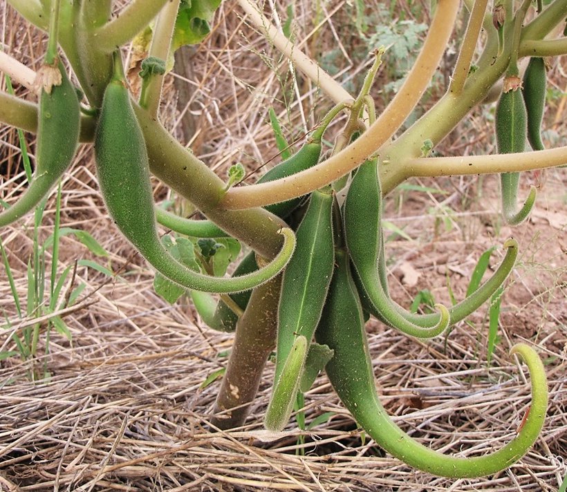 Wild Unicorn Plant Devils Claw Proboscidea parviflora - 10 Seeds