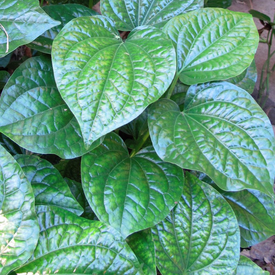 Lolot Wild Pepper Betel Leaf Plant Organic Piper Sarmentosum - 1 LIVE PLANT