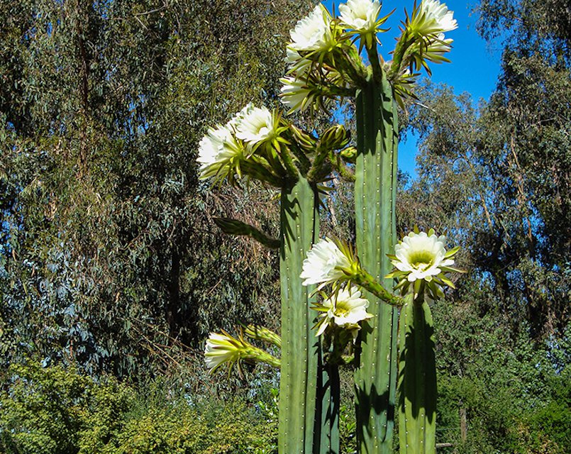 Ornamental Column Cactus San Pedro Echinopsis pachanoi - 15 Seeds