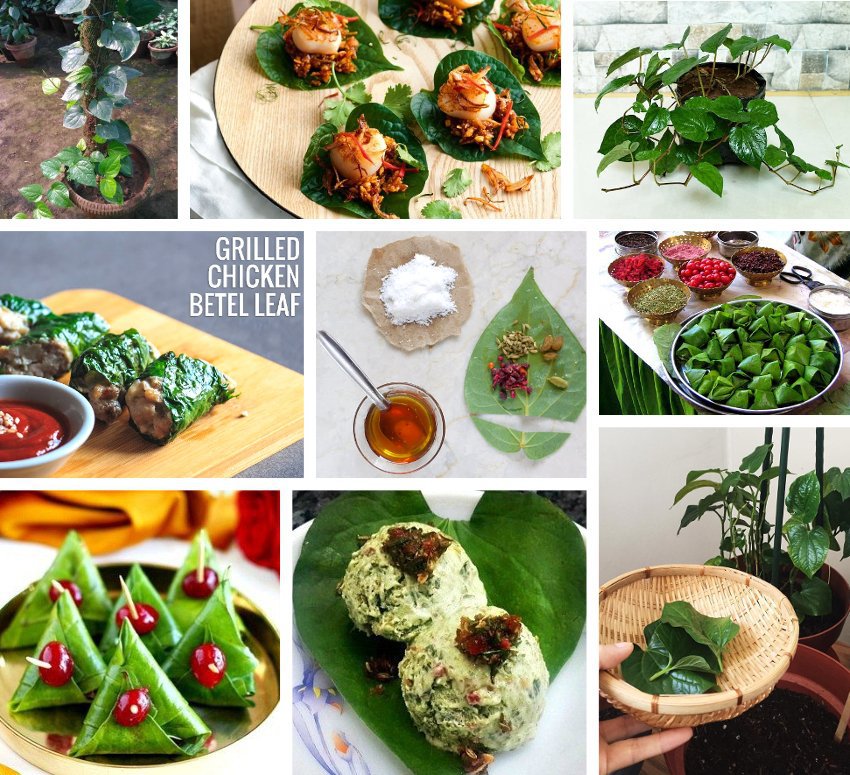 Lolot Wild Pepper Betel Leaf Plant Organic Piper Sarmentosum - 1 LIVE PLANT