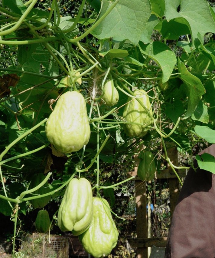 Exotic Fresh Organic Chayote Mirliton Pear Squash Sechium edule - 6 ...