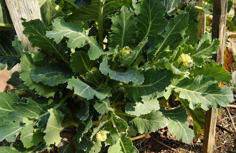 Perennial Broccoli Nine Star Rare Brassica oleracea botrytis ...