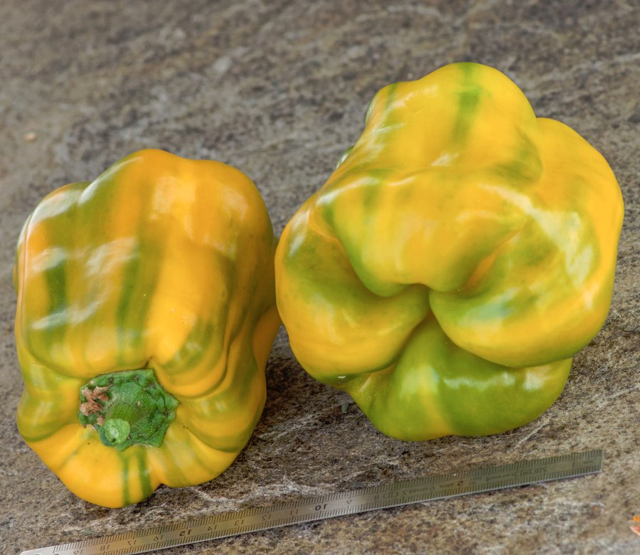 Sweet Pepper Yellow Monster Capsicum annuum - 20 Seeds