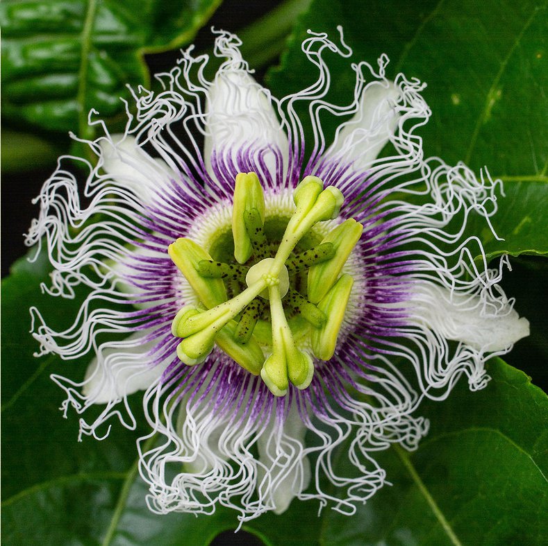 Purple Passion Fruit Passiflora edulis - 8 Seeds
