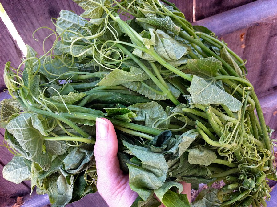 Organic Chayote Mirliton Pear Squash Sechium edule - 1 Live Starter Plant