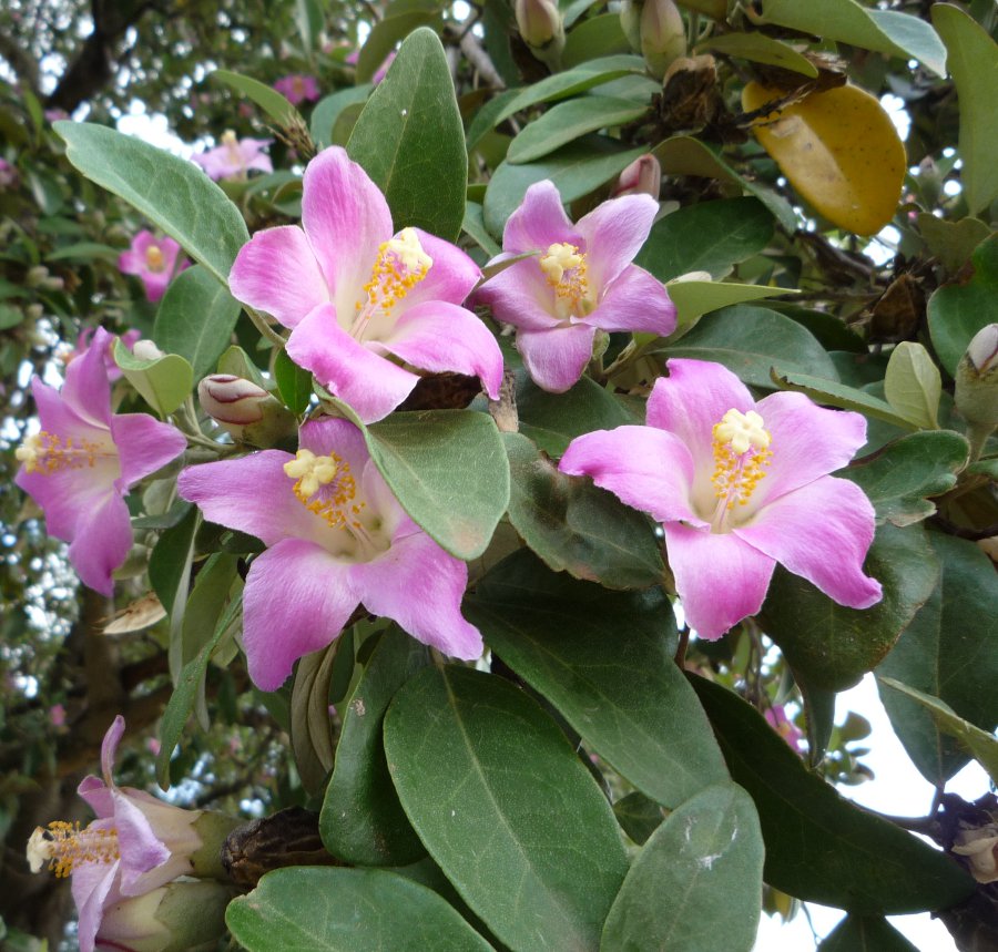 Rare Pink Primrose Tree Lagunaria patersonii - 5 Seeds