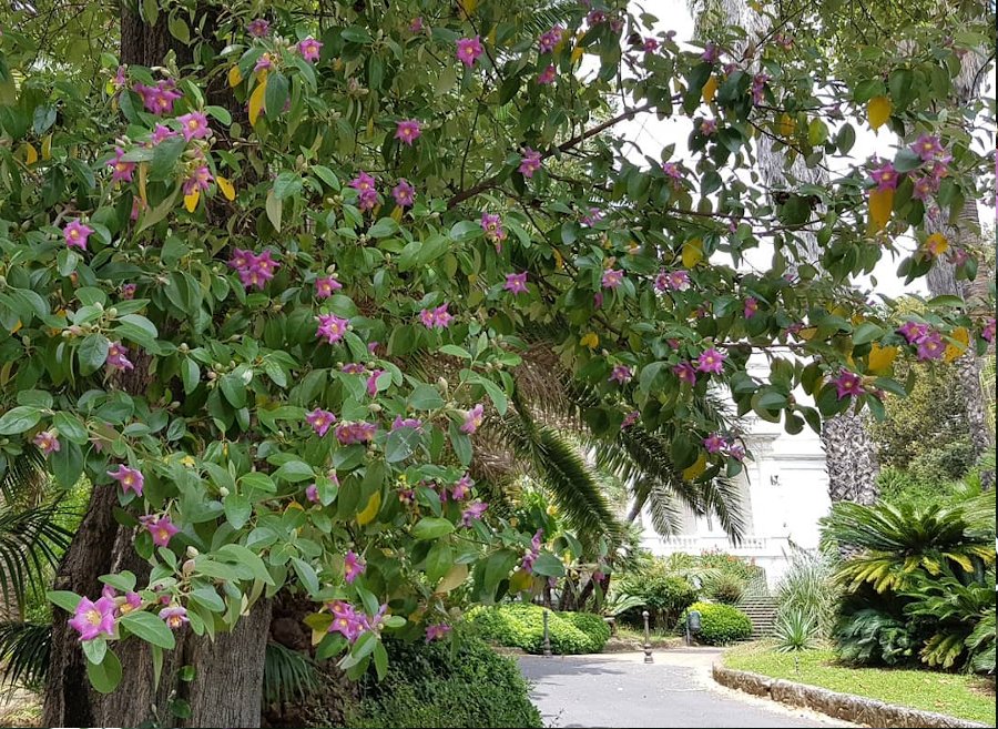 Rare Pink Primrose Tree Lagunaria patersonii - 5 Seeds