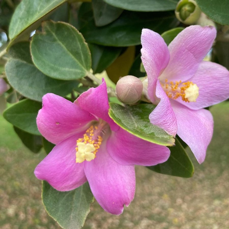 Rare Pink Primrose Tree Lagunaria patersonii - 5 Seeds