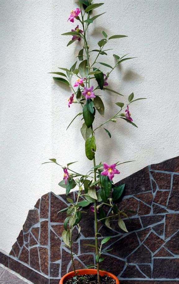 Rare Pink Primrose Tree Lagunaria patersonii - 5 Seeds