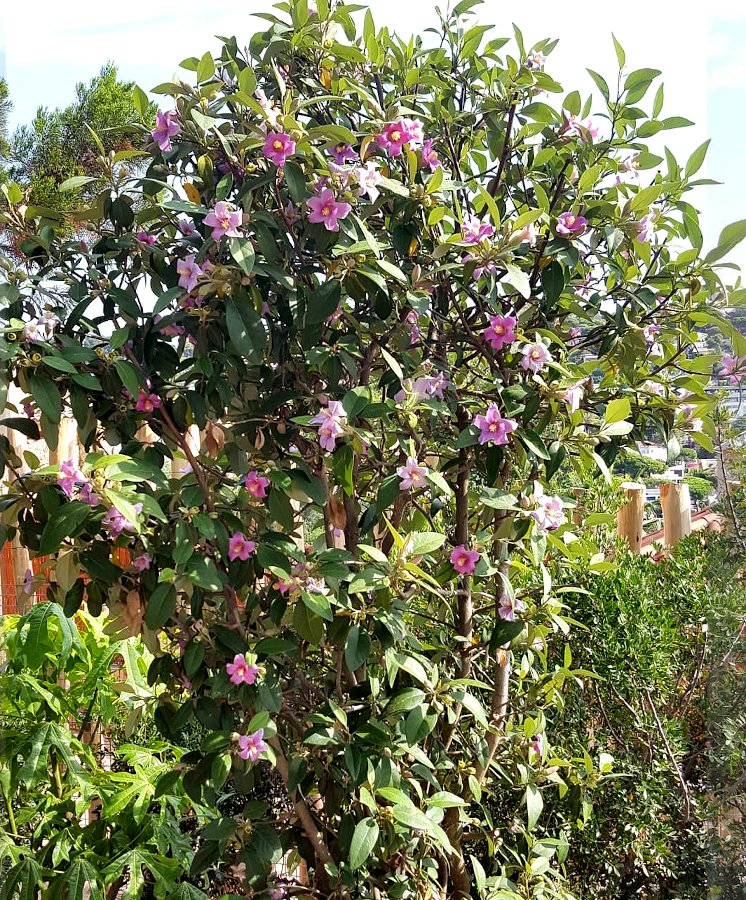 Rare Pink Primrose Tree Lagunaria patersonii - 5 Seeds