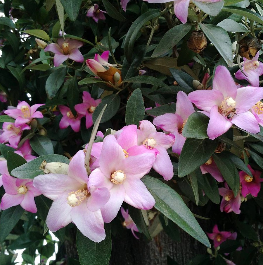 Rare Pink Primrose Tree Lagunaria patersonii - 5 Seeds