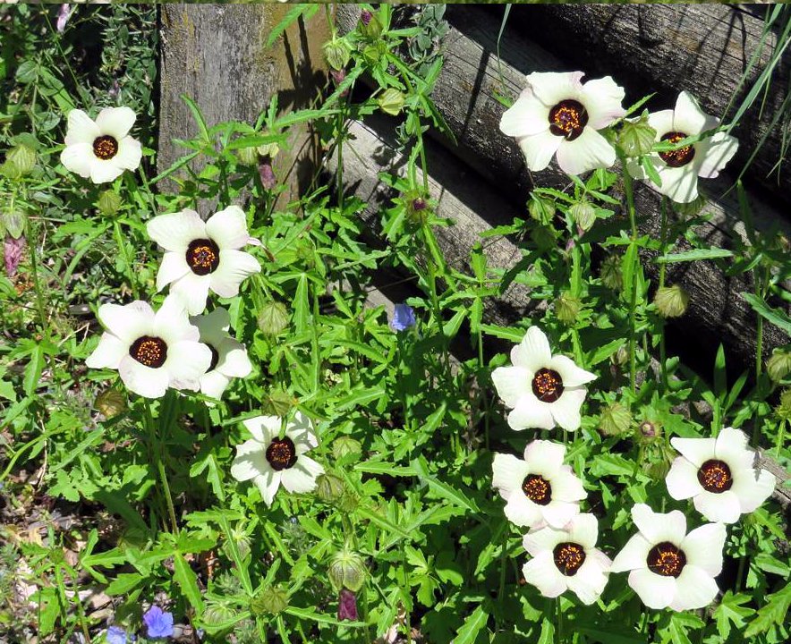 Organic Venice Mallow Flower of the Hour Hibiscus Trionum - 10 Seeds