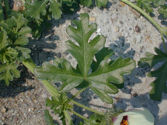 Organic Venice Mallow Flower of the Hour Hibiscus Trionum - 10 Seeds