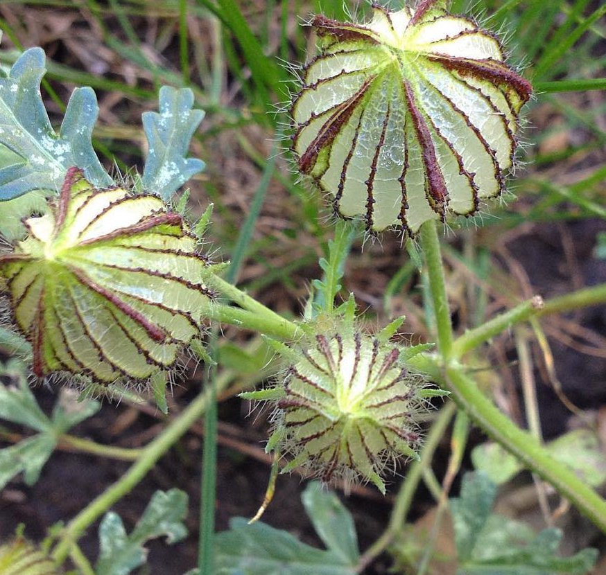 Organic Venice Mallow Flower of the Hour Hibiscus Trionum - 10 Seeds
