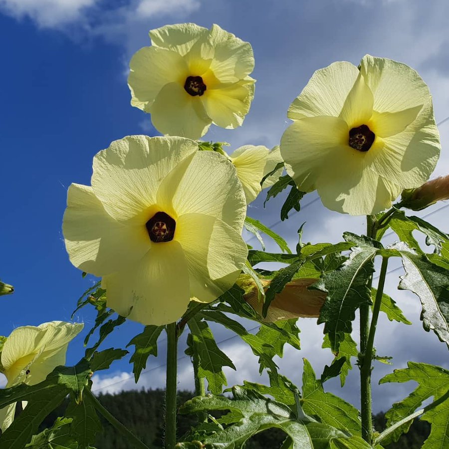 Organic Aibika Edible Hibiscus Abelmoschus manihot - 10 Seeds