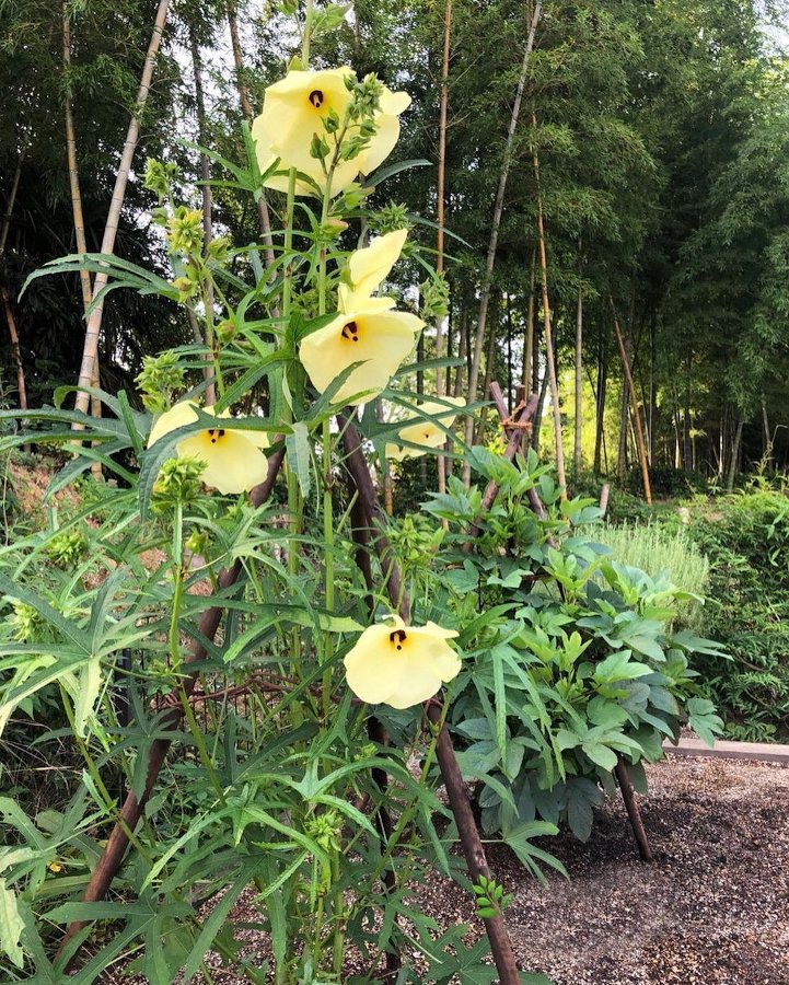 Organic Aibika Edible Hibiscus Abelmoschus manihot - 10 Seeds