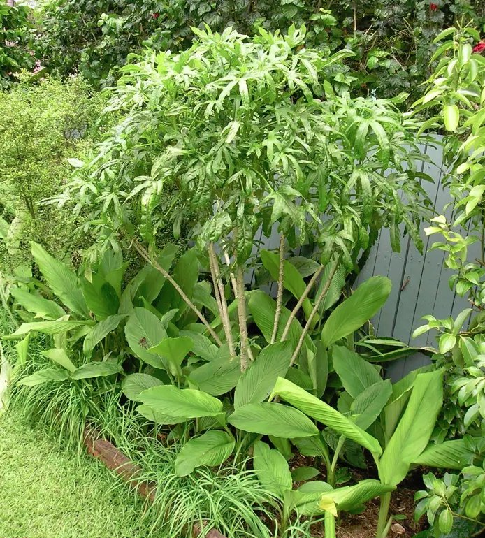 Organic Aibika Edible Hibiscus Abelmoschus manihot - 10 Seeds