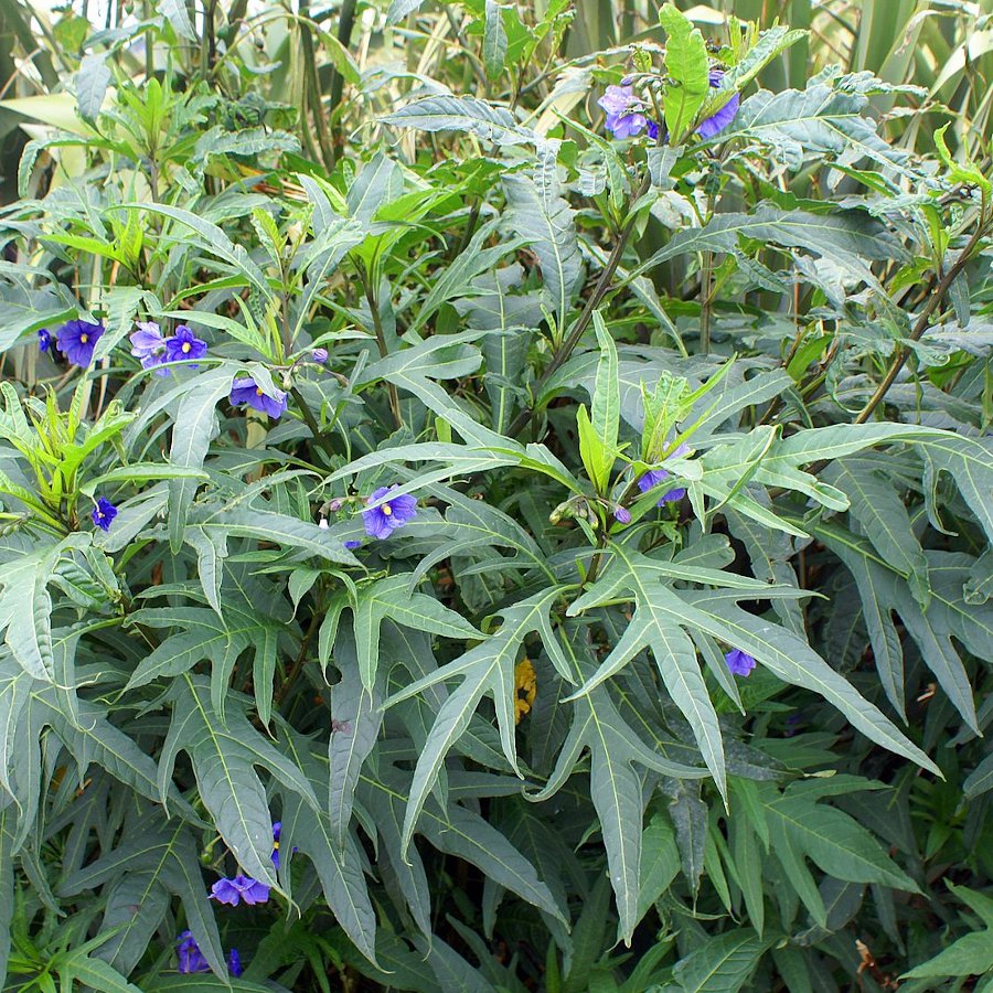 Unusual Kangaroo Apple Solanum aviculare - 10 Seeds