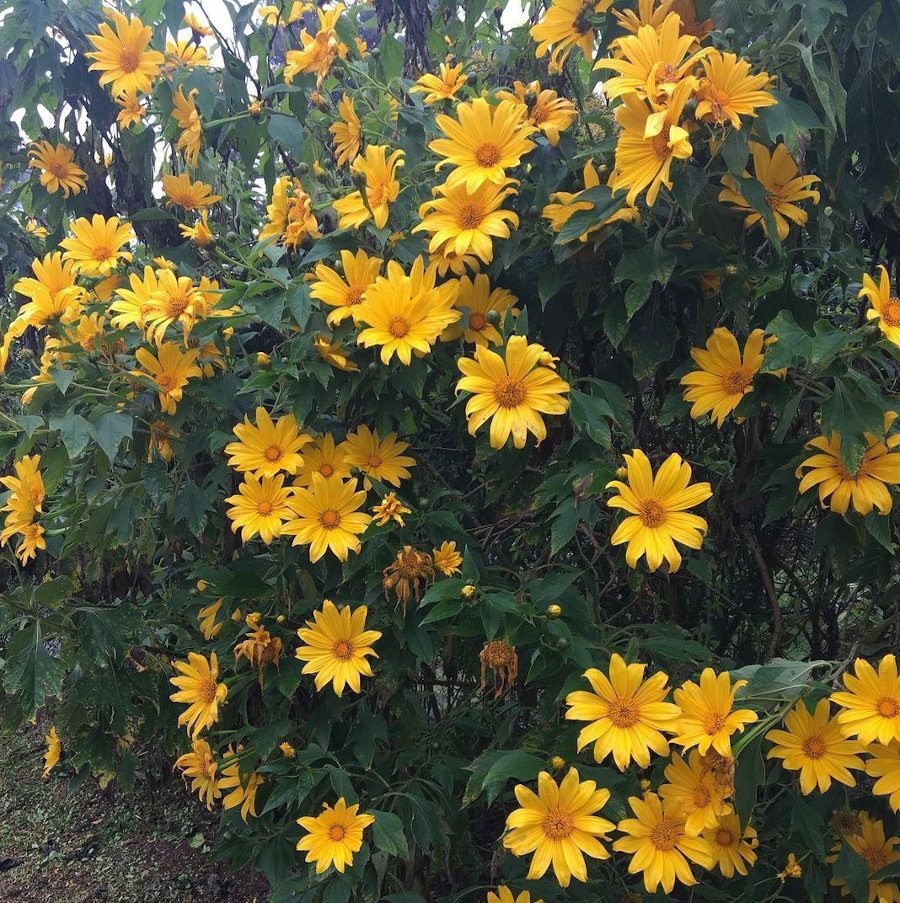 Magnificent Tree Marigold Bolivian Sunflower Tithonia diversifolia ...