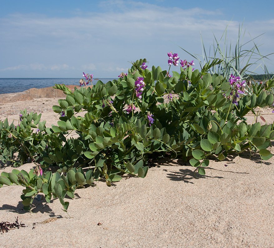 Rare! Wild Heirloom Beach Pea Lathyrus japonicus maritimus - 18 Seeds