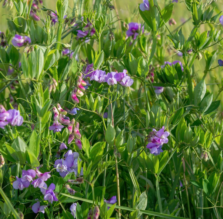 Rare! Wild Heirloom Beach Pea Lathyrus japonicus maritimus - 18 Seeds