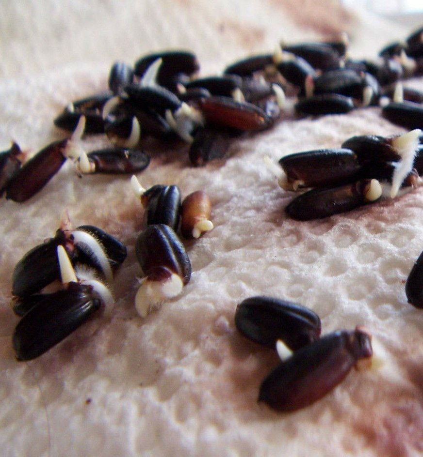 Organic Heirloom Black Forbidden Rice Plant Seeds Oryza sativa - 150 Seeds