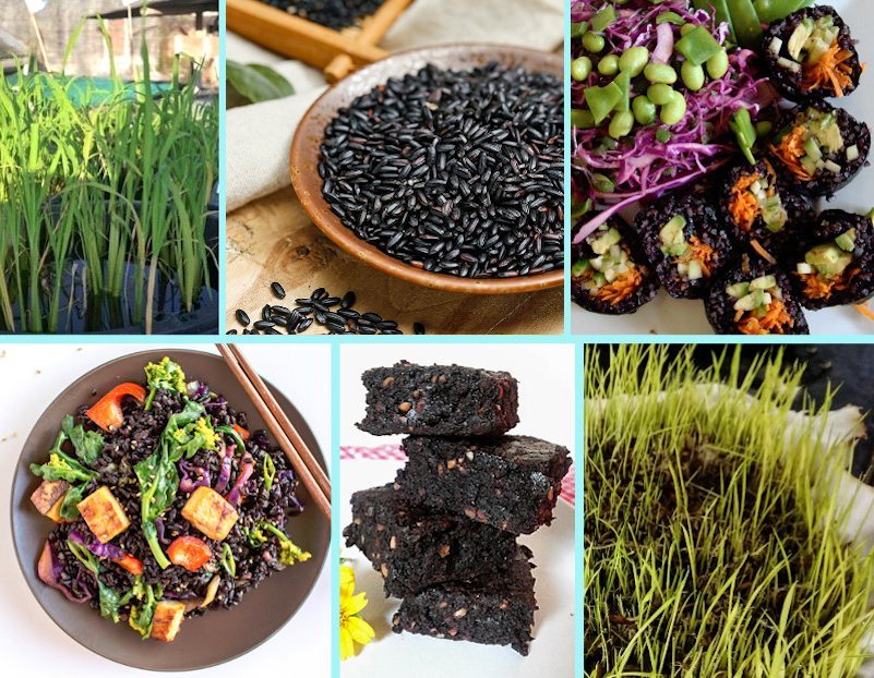 Organic Heirloom Black Forbidden Rice Plant Seeds Oryza sativa - 150 Seeds