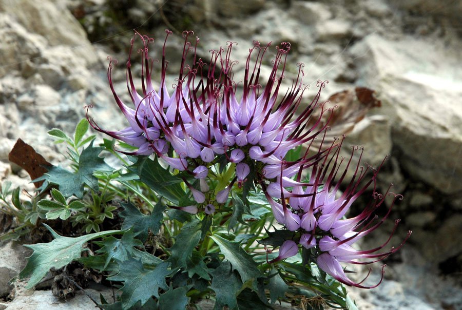 Rare Wild Devil's Claw Tufted Horned Rampion Physoplexis comosa - 15 Seeds