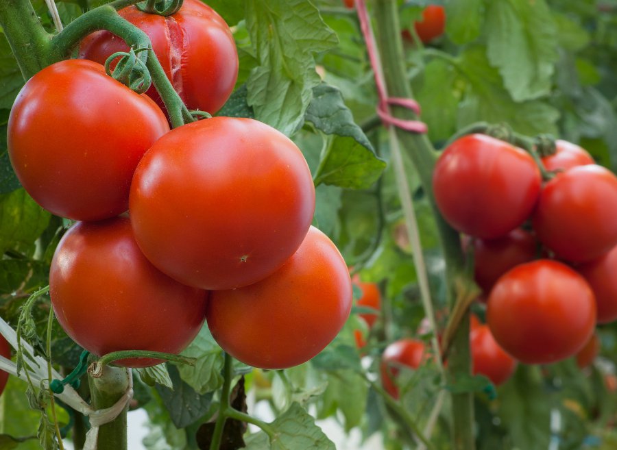 Organic Heirloom Tomato Marglobe Solanum Lycopersicum - 30 Seeds