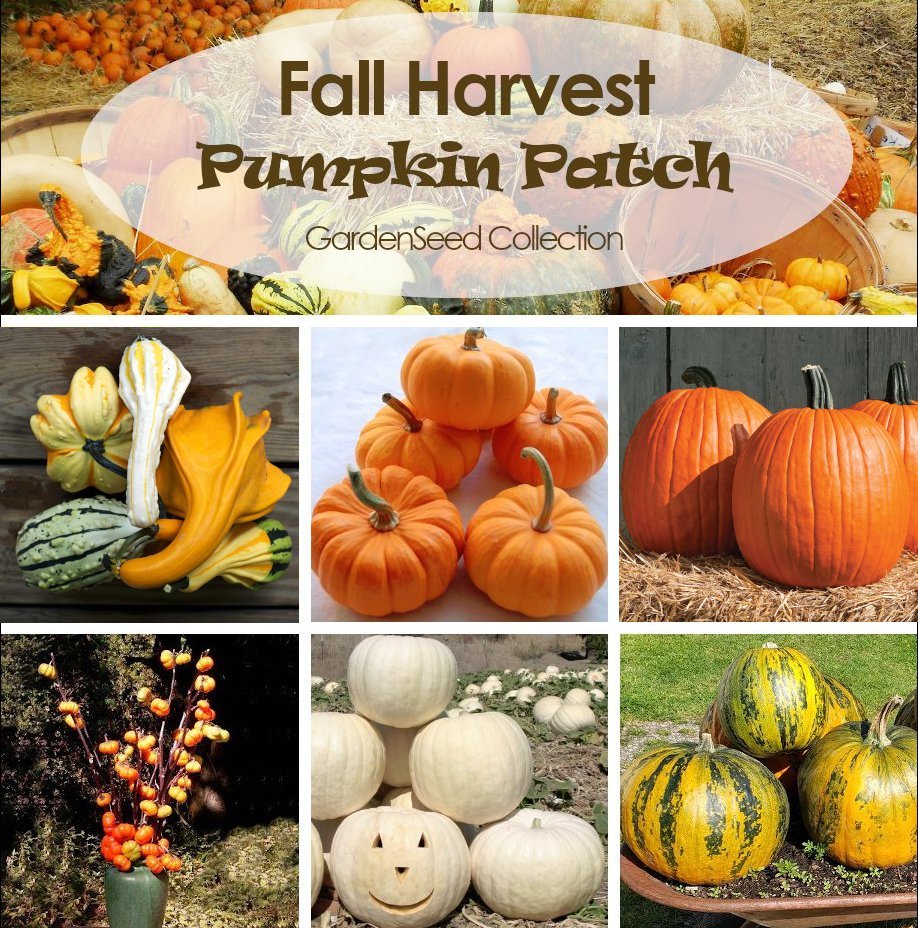 Pumpkin and Gourd Patch Fall Harvest Seed Collection - 6 Varieties