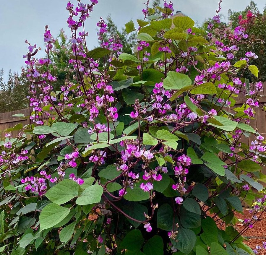 Purple Hyacinth Bean Vine Fragrant Dolichos lablab - 10 Seeds