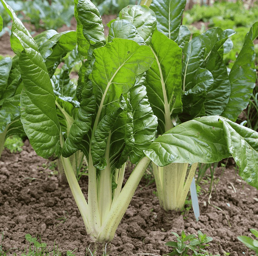 Giant Silverbeet Chard Fordhook Organic Heirloom Beta vulgaris - 250 Seeds