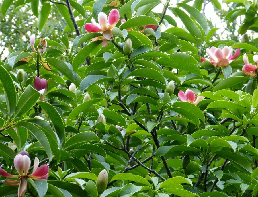 Lotus Tree – Lotusblume: Tipps zur Pflanzung und Pflege – XHYY