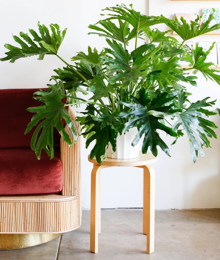 Lacy Tree Philodendron bipinnatifidum Selloum - 25 Seeds