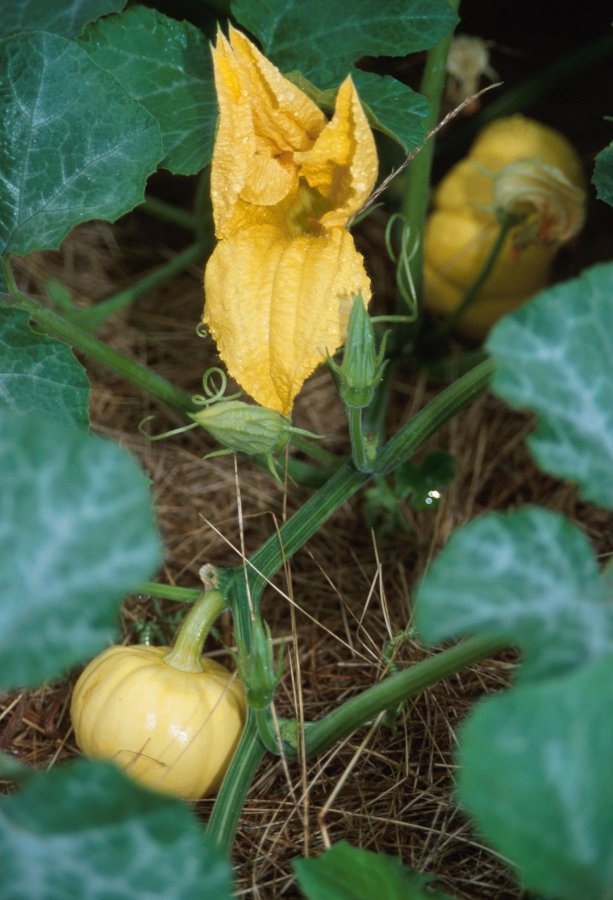 Ayote Calabaza de Castilla Squash Cucurbita moschata - 15 Seeds