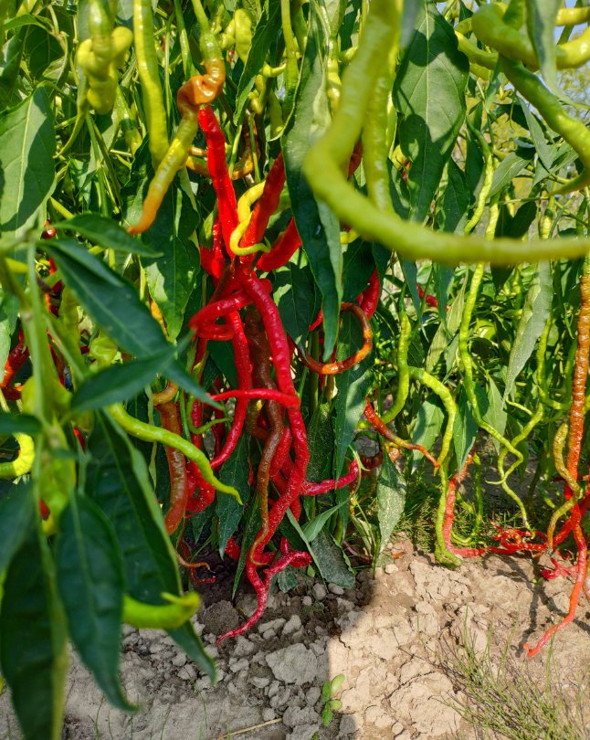 Turkish Heirloom Sweet Corbaci Pepper Capsicum annuum - 10 Seeds