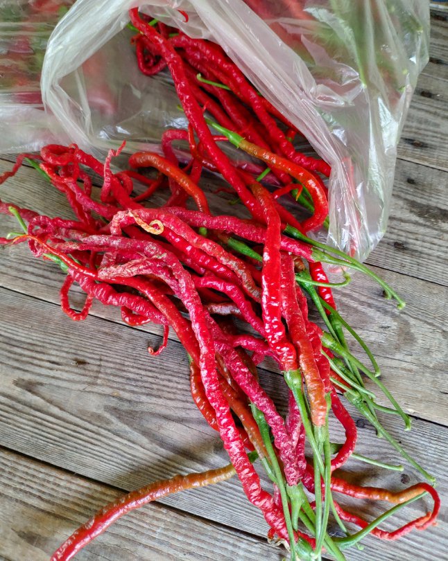 Turkish Heirloom Sweet Corbaci Pepper Capsicum annuum - 10 Seeds