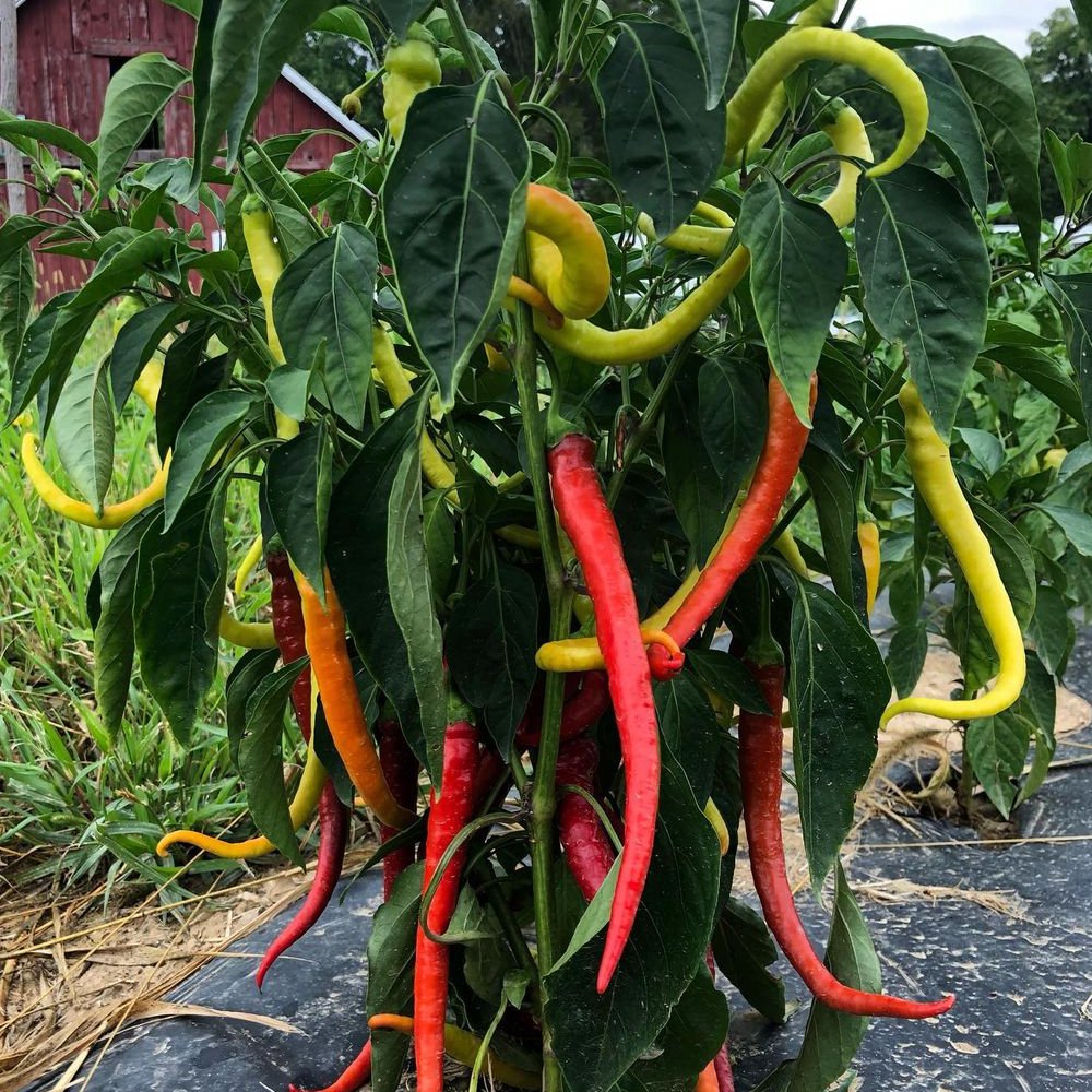 Turkish Heirloom Sweet Corbaci Pepper Capsicum annuum - 10 Seeds