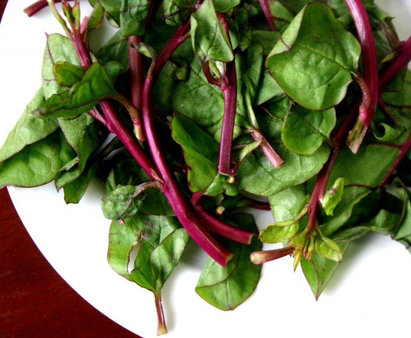 Red Climbing Malabar Spinach Perennial Alugbati Basella ruba - 30 Seeds