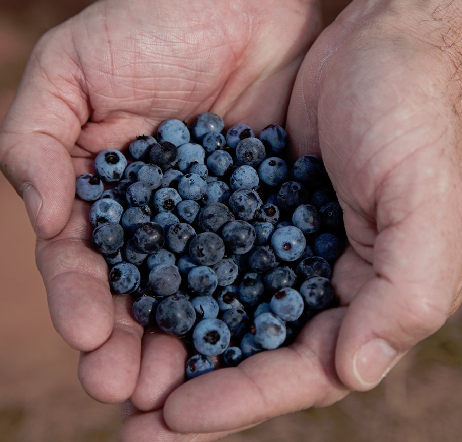 Wild Blueberry Vaccinium angustifolium - 40 Seeds
