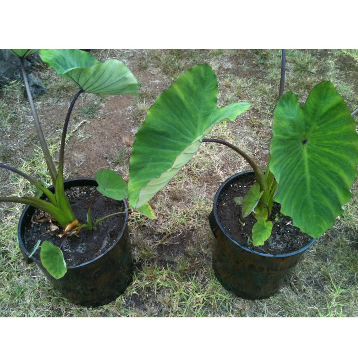 Satoimo Taro Edible Root Colocasia esculenta - 3 Rhizome Tubers