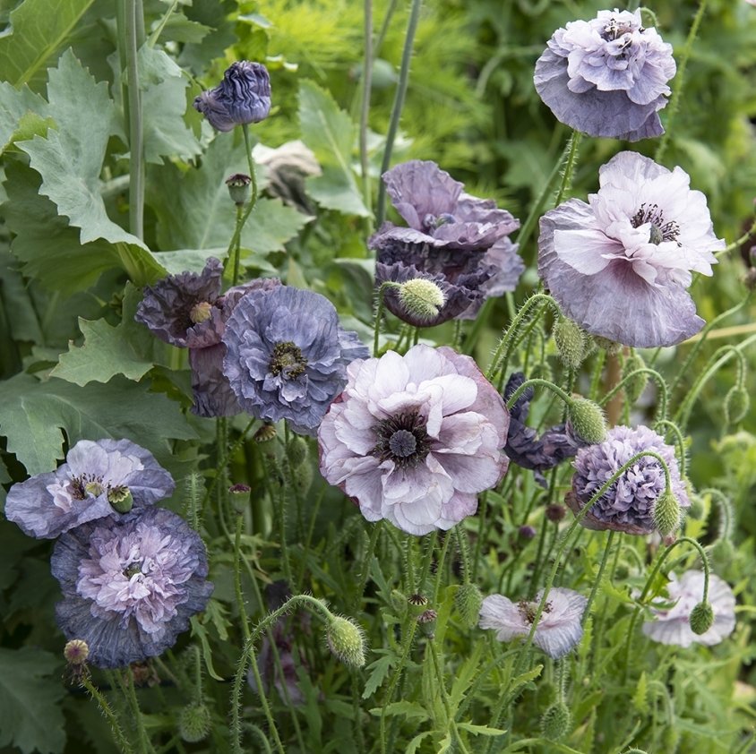 Unusual Amazing Grey Poppy Papaver rhoeas - 100 Seeds