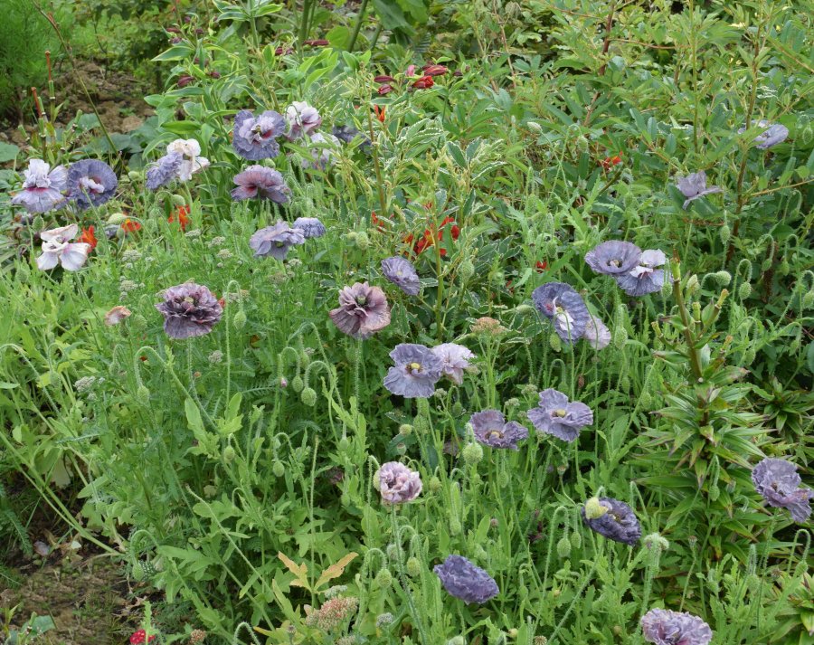 Unusual Amazing Grey Poppy Papaver rhoeas - 100 Seeds