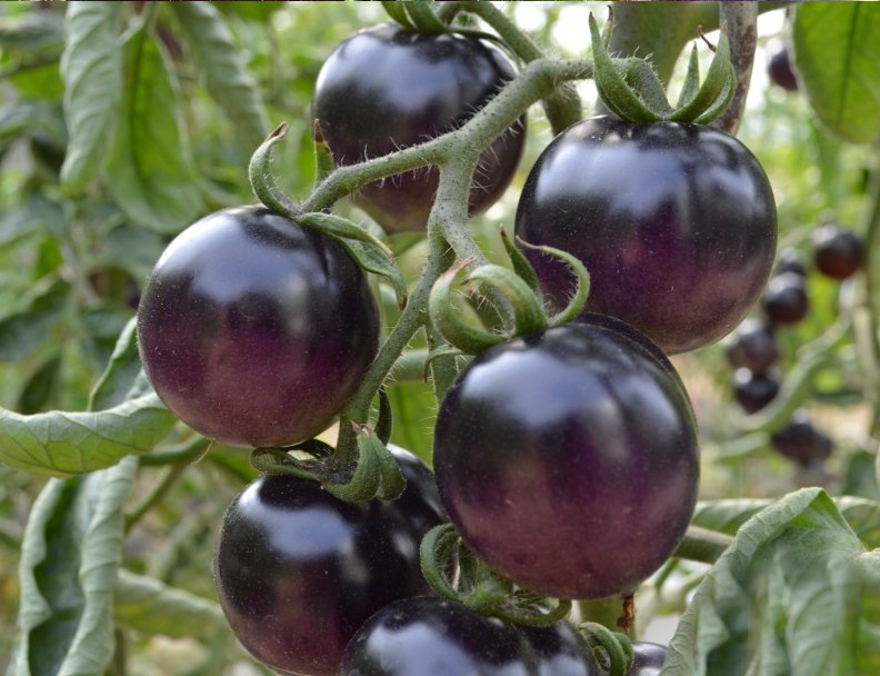 Tomato Blue Bosque Organic Solanum Lycopersicum - 20 Seeds